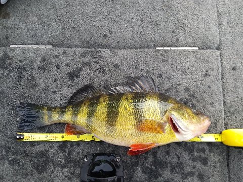 The Perch Are Biting