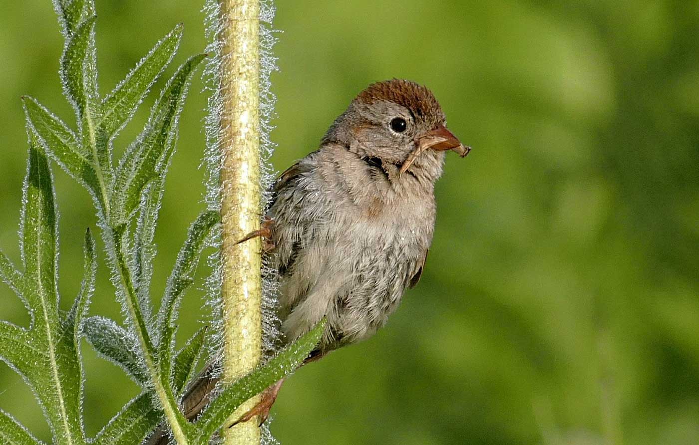Attract and Support Birds with Native Plants