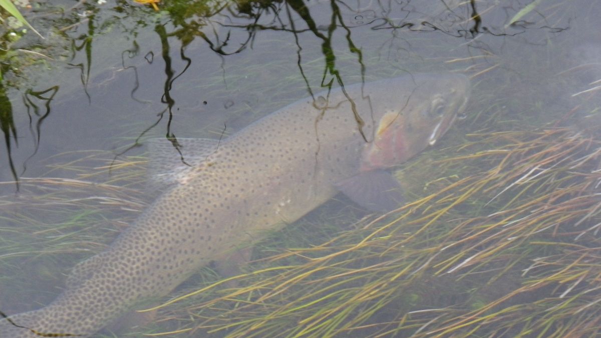 Summer Trout Tips