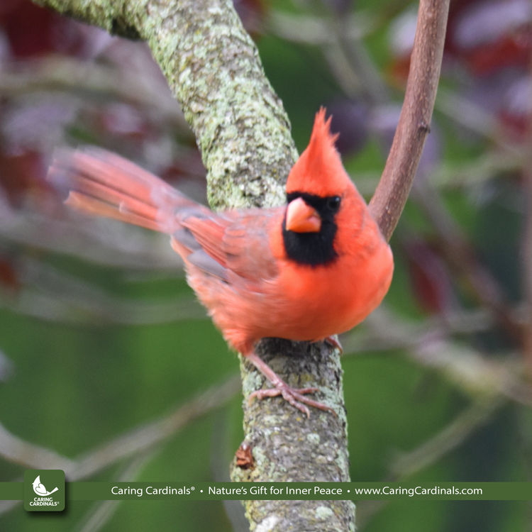 My Late Afternoon Cardinal Friend