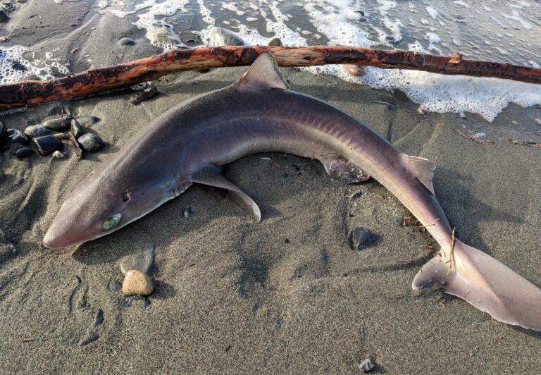 Spiny Dogfish